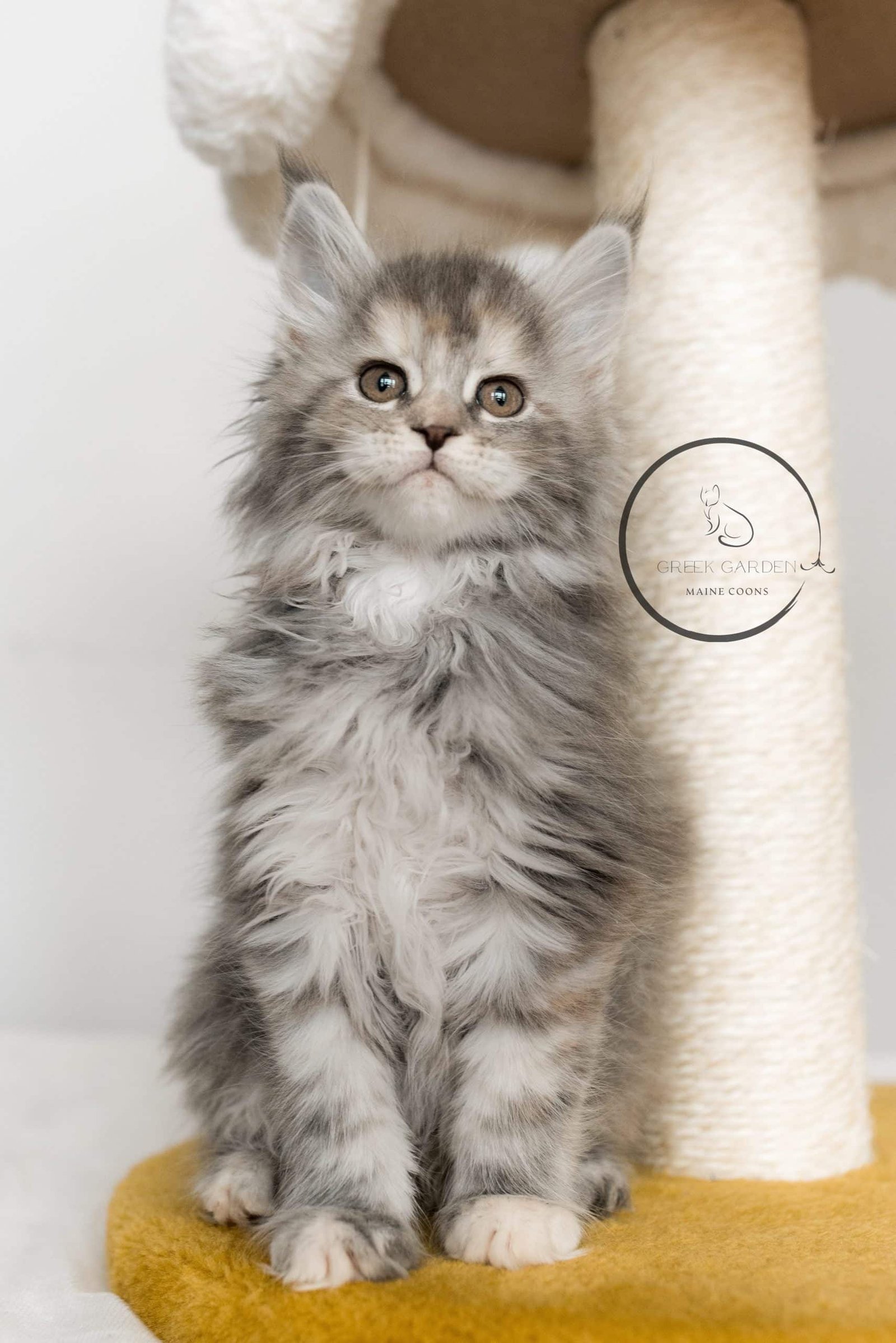 Greek Garden Maine Coons