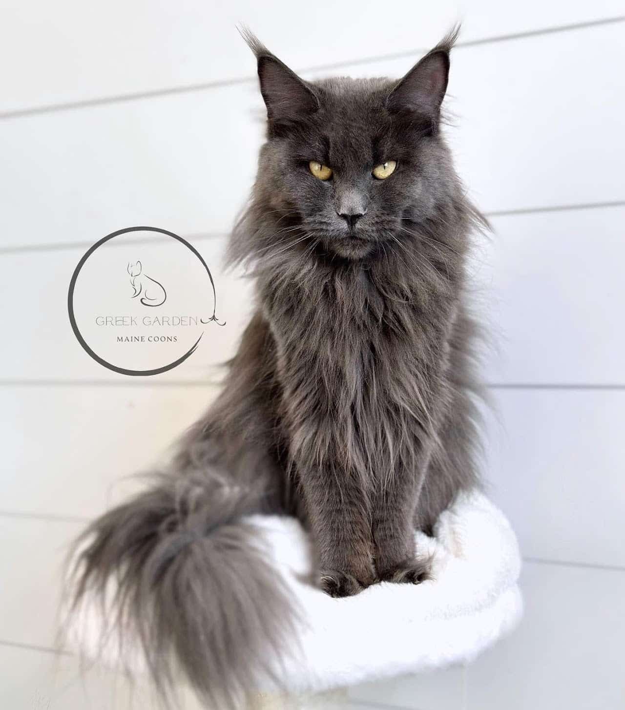 Greek Garden Maine Coons