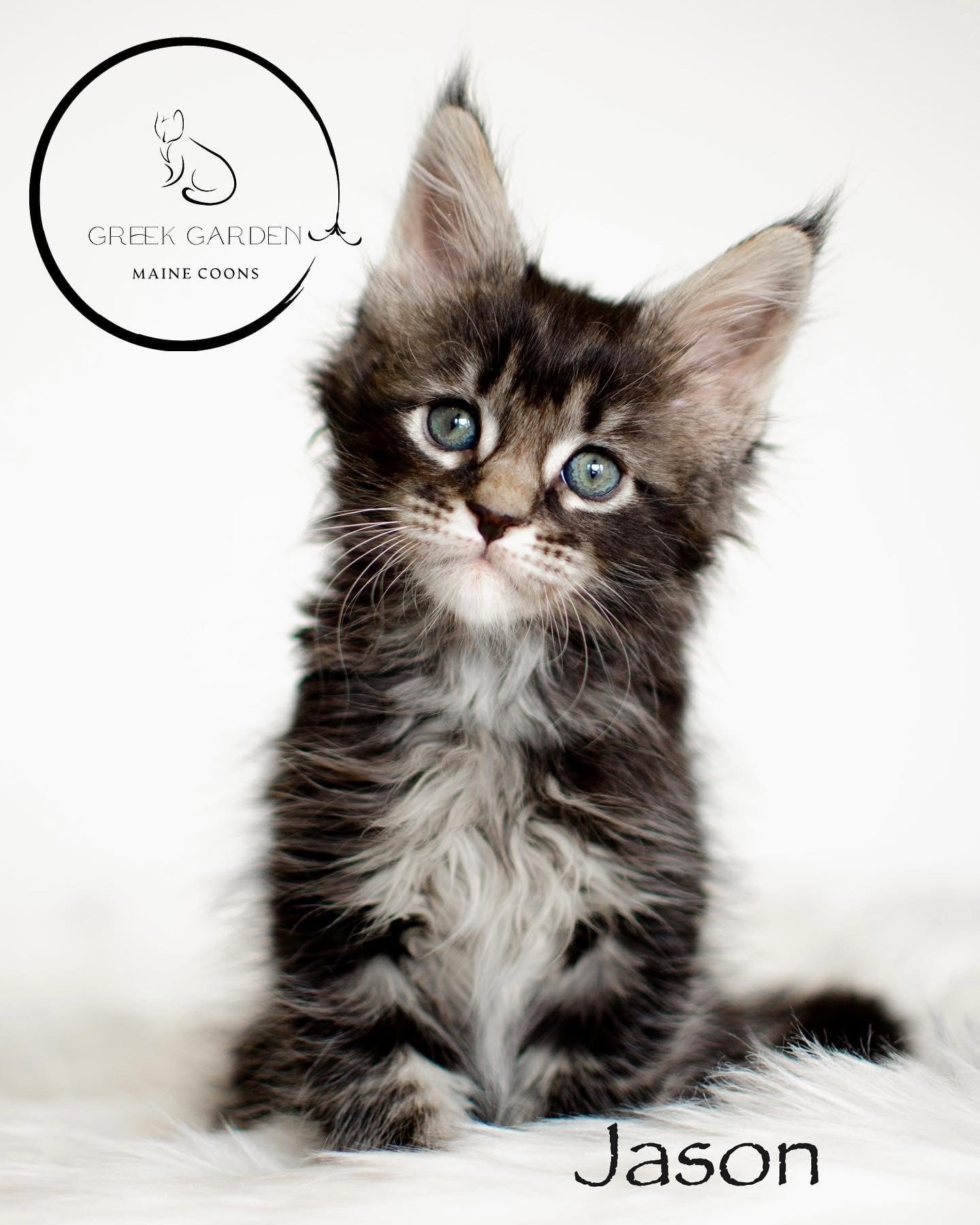 Greek Garden Maine Coons - Purebred Maine Coon Kittens