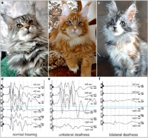 The Truth About "Dominant" Blue Eyes | Greek Garden Maine Coons