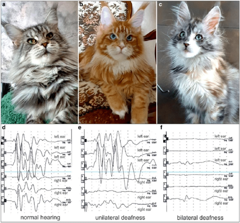 The Truth About "Dominant" Blue Eyes | Greek Garden Maine Coons