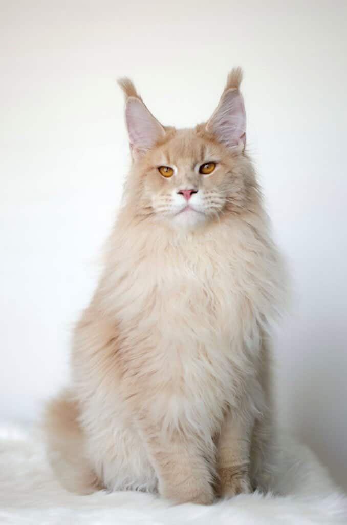 Greek Garden Maine Coons - Purebred Maine Coon Kittens