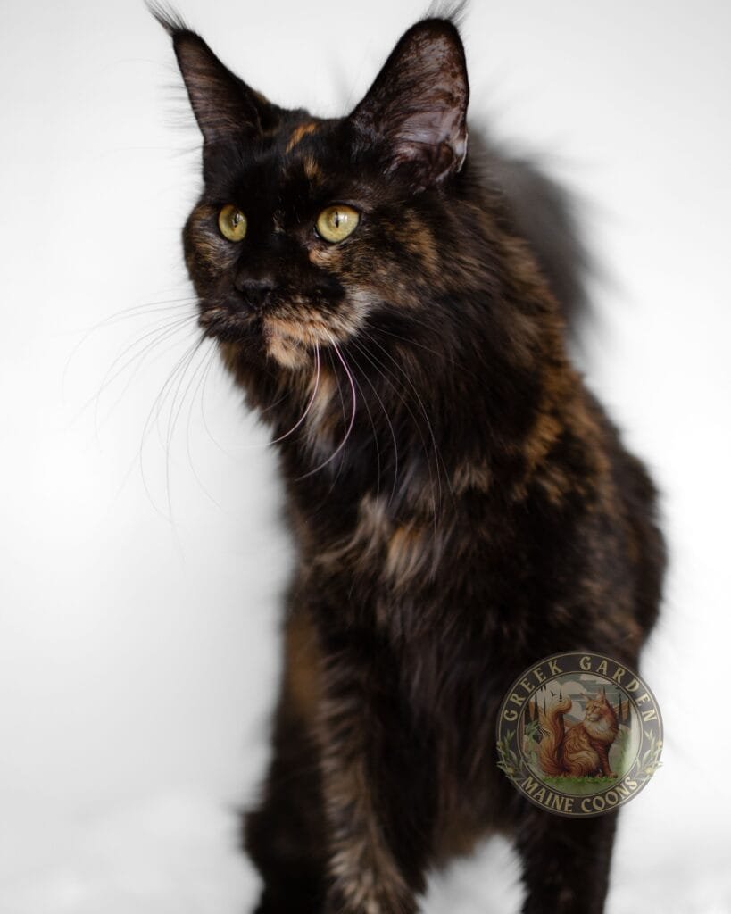 Cora | Greek Garden Maine Coons